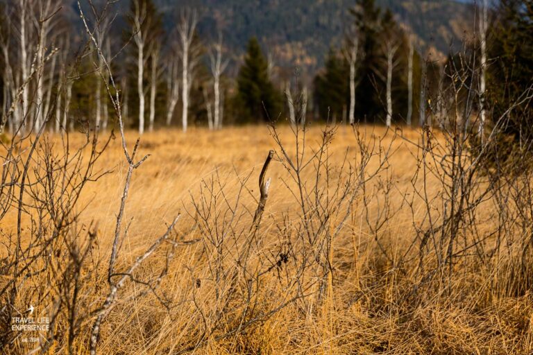 Moor-Erlebnis-Pfad Inzell | Wandern im Chiemgau